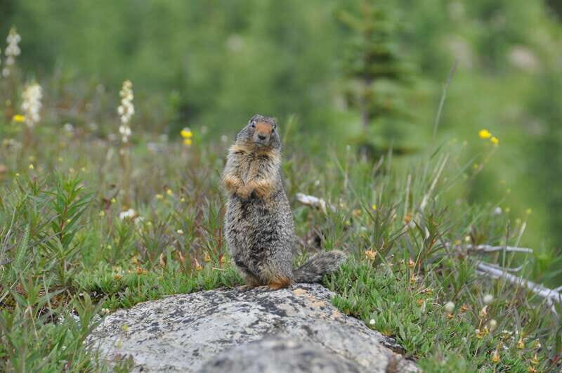 Sunshine Meadows Daily Guided Hike with Gondola - Why the Guides Make a Difference