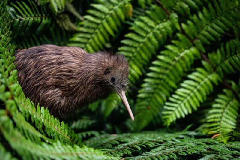 SUPER DEAL: Ruakuri Caves, Te Puia Rotorua & Blue Springs - Key Points