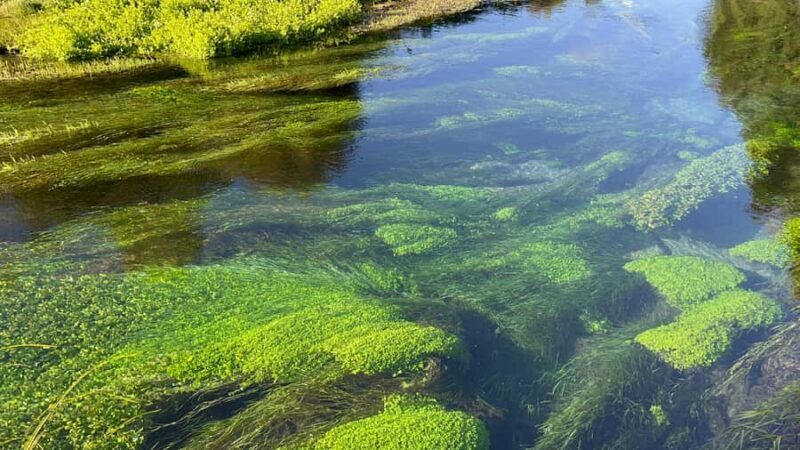 SUPER DEAL: Ruakuri Caves, Te Puia Rotorua & Blue Springs - A Closer Look at What You’ll Experience