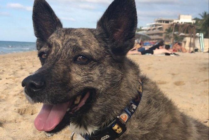 Surf lessons in Puerto Vallarta and Nayarit - Frequently Asked Questions  