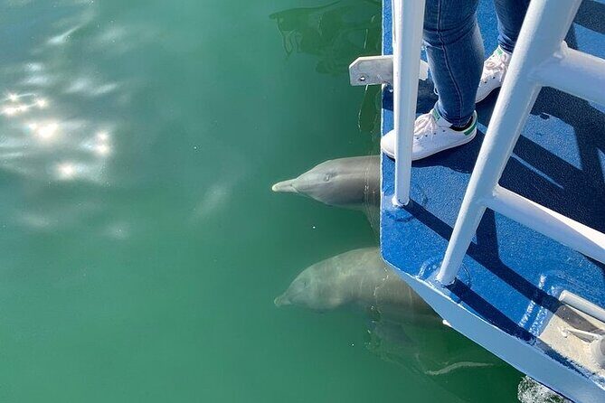 Surfers Paradise Sightseeing Midday River Cruise - An Overview of the Experience