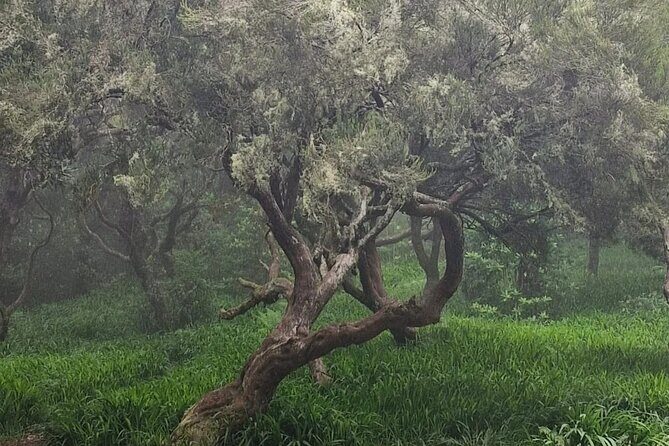 Surreal West Tour Waterfalls Natural Pools and Enchanted Forests - Final Thoughts