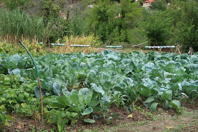 Sustainbable Cooking class, explore a mountainous village - Why This Tour Offers Great Value