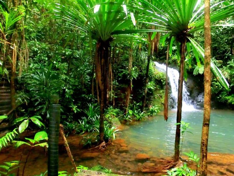 Suva: Fijian Nature and Waterfall Tour - A Closer Look at the Fijian Waterfall and Nature Tour