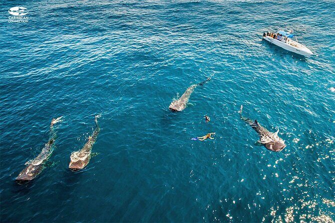 Swim Adventure with Whale Sharks in the Caribbean Sea from Riviera Maya & Cancún - A Closer Look at the Tour Experience