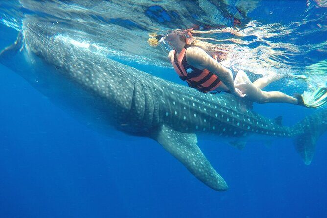 Swim Adventure with Whale Sharks in the Caribbean Sea from Riviera Maya & Cancún - Who Will Love This Tour?