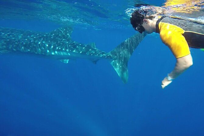 Swim Adventure with Whale Sharks in the Caribbean Sea from Riviera Maya & Cancún - Frequently Asked Questions