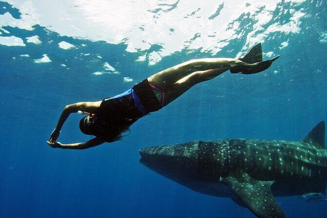 Swim Adventure with Whale Sharks in the Caribbean Sea from Riviera Maya & Cancún - Final Thoughts