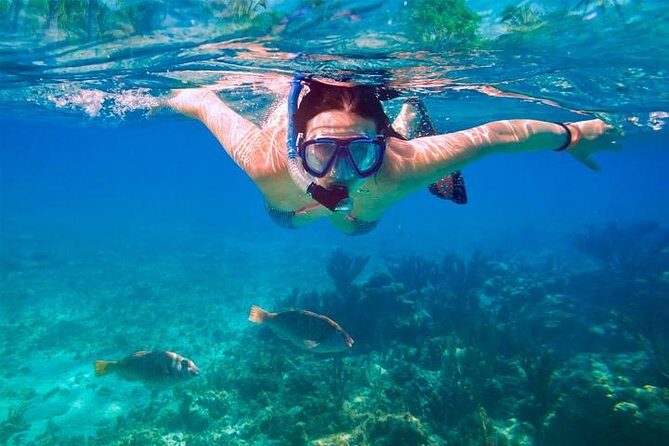 Swim & Fly Day Trip in Cancun with Transportation - An Overview of the Experience