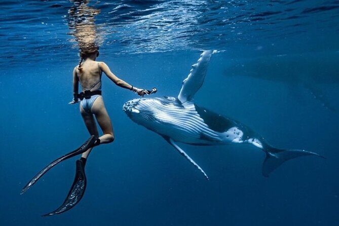 Swim in Moorea with Humpback Whales and More - What Makes This Tour Special? 