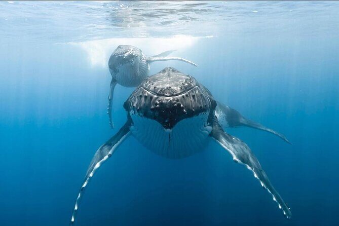 Swim in Moorea with Humpback Whales and More - Who Should Book This Tour?