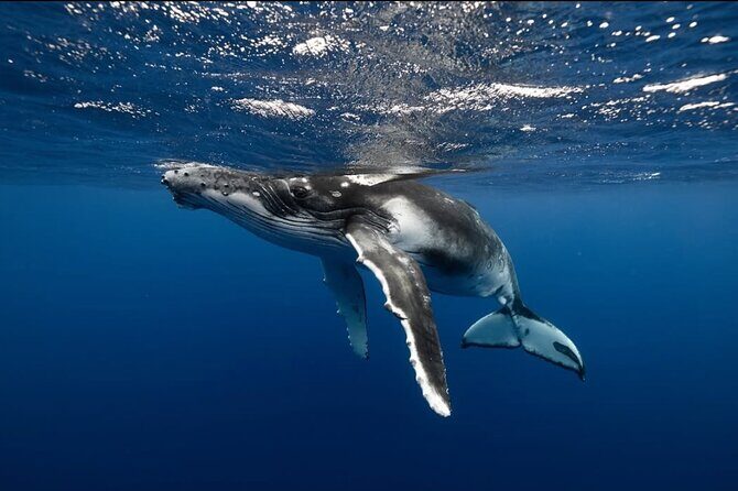 Swim in Moorea with Humpback Whales and More - Final Thoughts