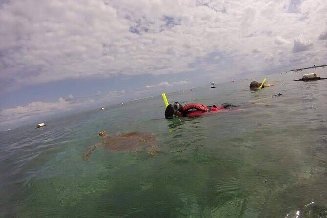 Swim with akumal turtles - Final Thoughts