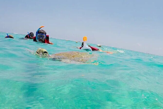 Swim with akumal turtles - FAQ