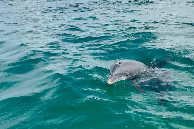 Swim with Dolphins And Snorkeling Group Tour - Who Is This Tour Perfect For?