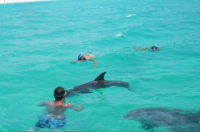 Swim with Dolphins And Snorkeling Group Tour - The Sum Up