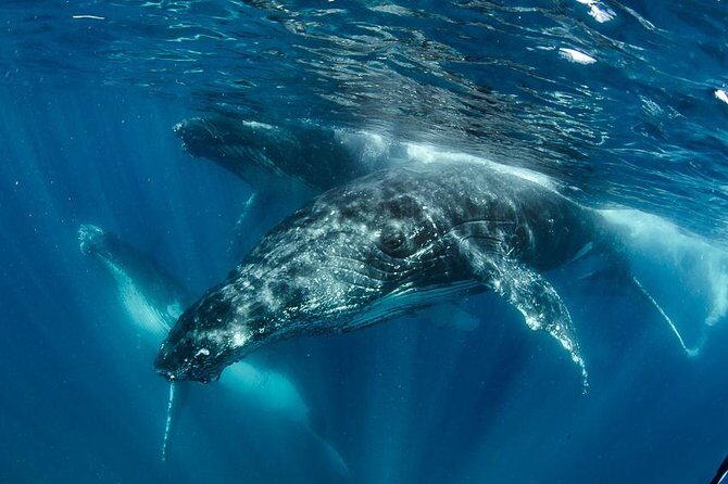 Swim with Humpback Whales - Ningaloo Reef - 3 Islands Whale Shark Dive - Exmouth’s Best-Kept Secret: Swimming with Humpback Whales at Ningaloo Reef