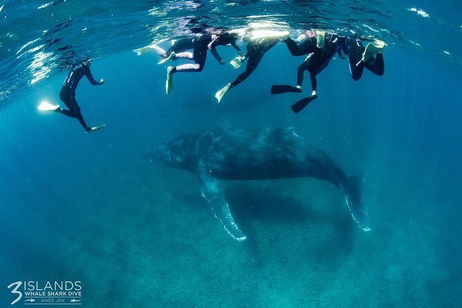 Swim with Humpback Whales - Ningaloo Reef - 3 Islands Whale Shark Dive - An In-Depth Look at the Tour Experience