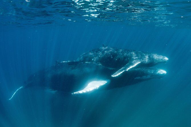 Swim with Humpback Whales - Ningaloo Reef - 3 Islands Whale Shark Dive - FAQs