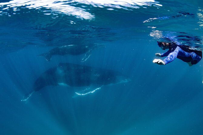 Swim with Humpback Whales - Ningaloo Reef - 3 Islands Whale Shark Dive - Final Thoughts
