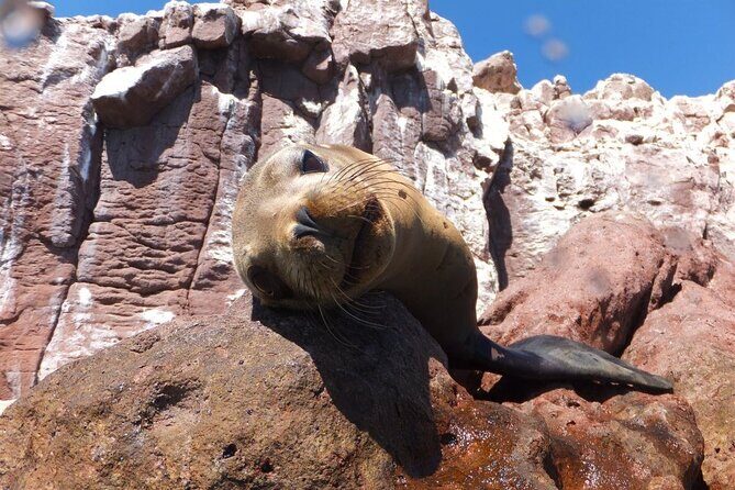 Swim with Sea Lions in La Paz - An In-Depth Look at the Tour Experience
