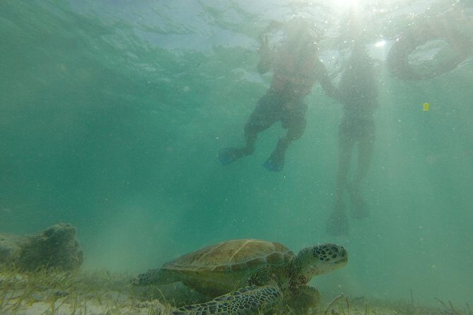 Swim with sea turtles - The Sum Up