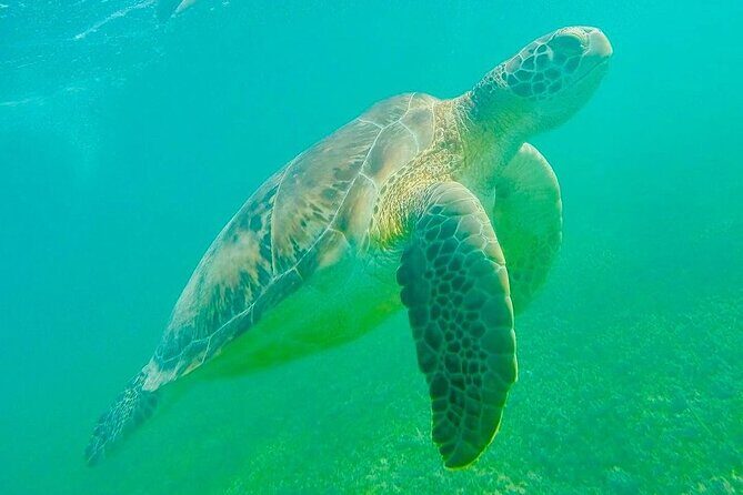 Swim with Sea Turtles in Akumal Plus Visit and Swim in a Cenote - What’s Included and What’s Not