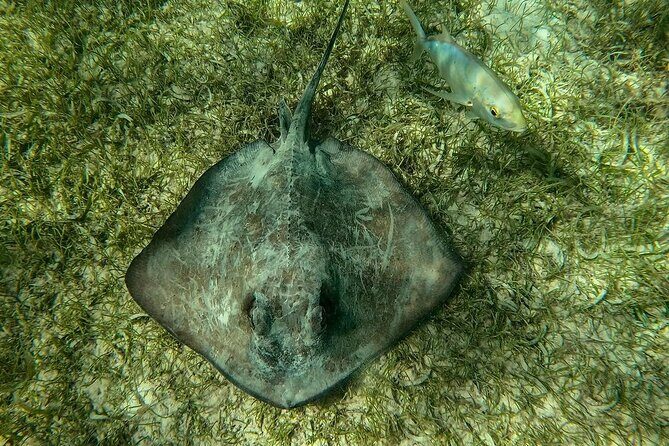 Swim with Sea Turtles in Akumal Plus Visit and Swim in a Cenote - FAQ