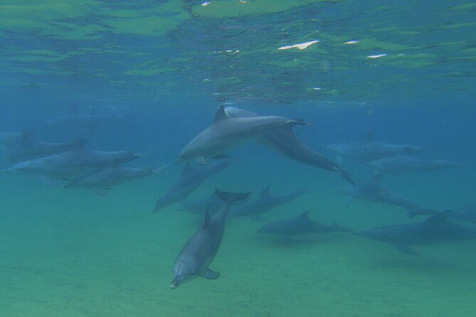 Swim With The Dolphins Experience in Bunbury Australia - The Sum Up