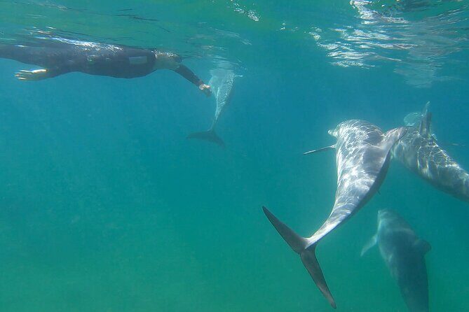 Swim With The Dolphins Experience in Bunbury Australia - FAQ