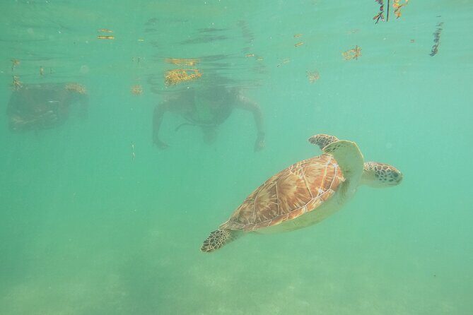 Swim with Turtles in Akumal + GoPro Photo Session - Practical Details: What You Need to Know