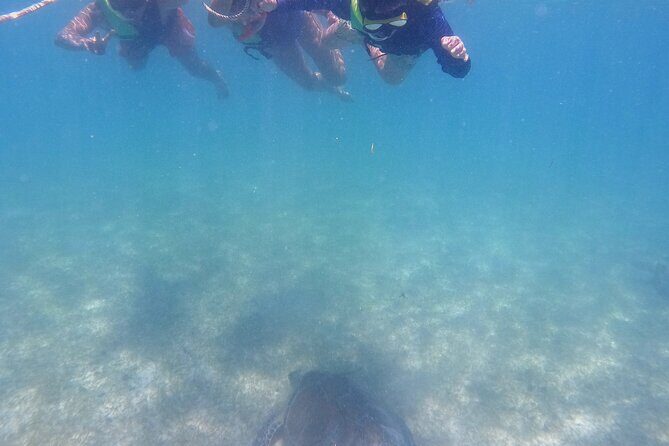 Swim with Turtles in Akumal + GoPro Photo Session - Authentic Experiences & Reviews: What Travelers Say