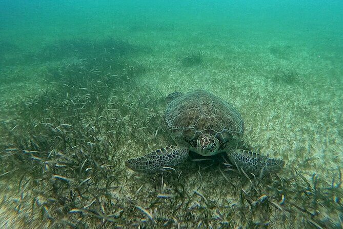 Swim with Turtles in Akumal + GoPro Photo Session - FAQs