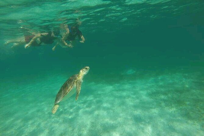 Swim with turtles + snorkelling + archaeological zone of Tulúm + cenote - Whats Included and How It Adds Value  