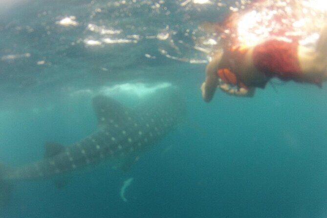 Swim with Whale Shark from Isla Mujeres and Cancun - Insights from Genuine Reviews