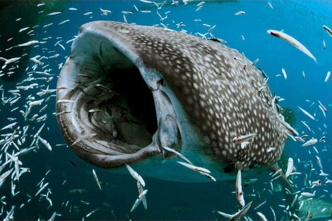 Swim with Whale Shark from Isla Mujeres and Cancun - Who Would Love This Tour?