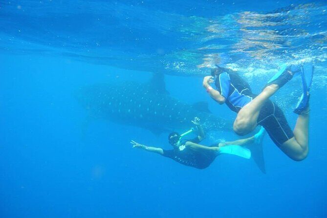 Swim with Whale Shark from Isla Mujeres and Cancun - Final Thoughts