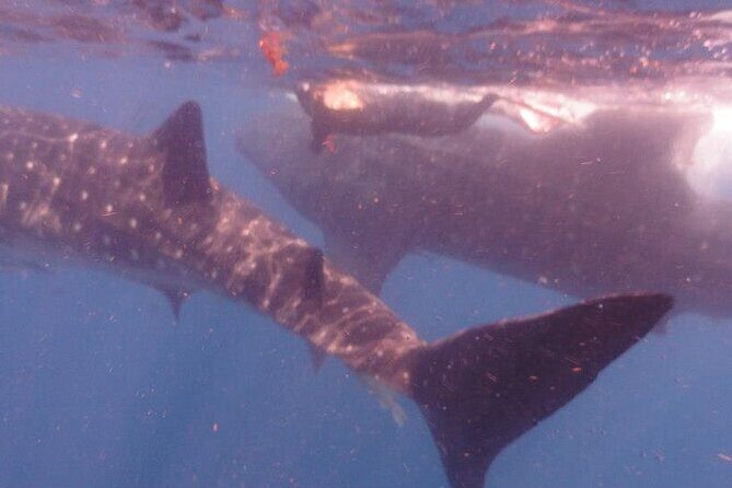 Swim with Whale Shark from Isla Mujeres and Cancun - FAQ