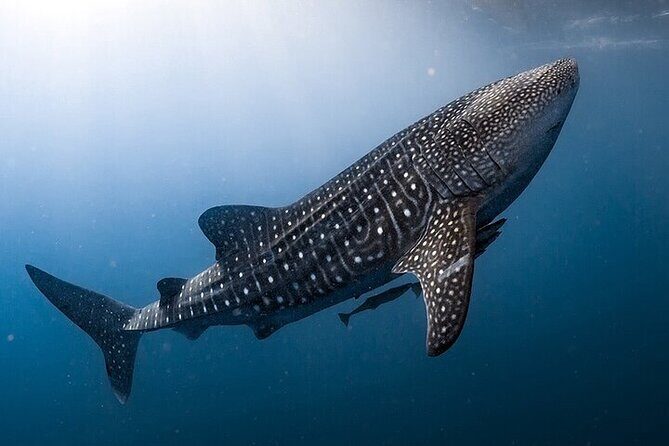 Swim with Whale Shark from La Paz - Who Will Love This Tour?