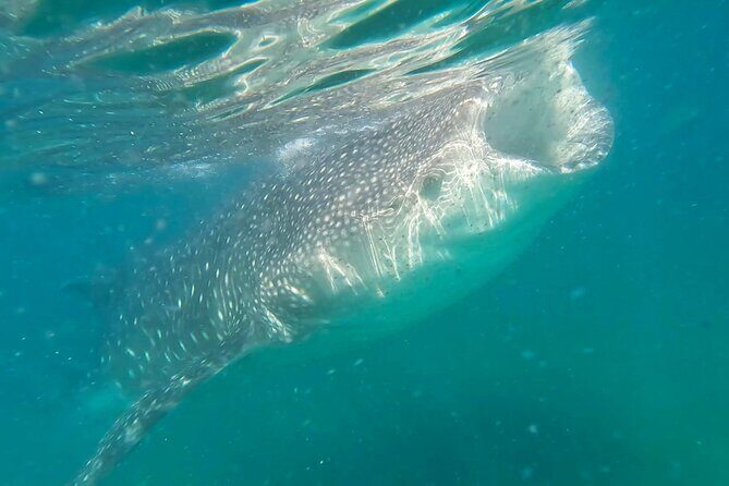 Swim with Whale Sharks #1 MUST DO IN LA PAZ - Swim with Whale Sharks in La Paz: An Unforgettable Marine Encounter
