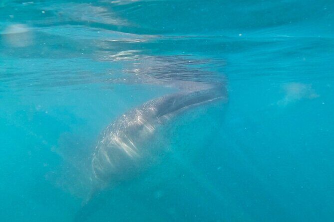 Swim with Whale Sharks #1 MUST DO IN LA PAZ - The Itinerary: What to Expect on the Day