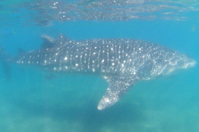 Swim with Whale Sharks #1 MUST DO IN LA PAZ - What the Reviews Say