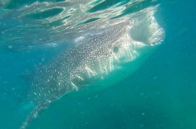 Swim with Whale Sharks #1 MUST DO IN LA PAZ - The Value of the Tour