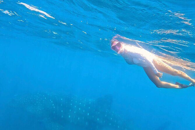 Swim with Whale Sharks #1 MUST DO IN LA PAZ - FAQs