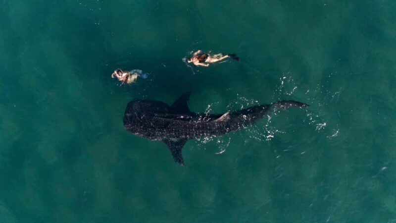Swim with Whale Sharks in La Paz - Who Should Consider This Tour?