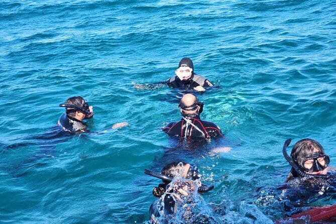 Swim with Whale Sharks in La Paz - Final Thoughts: Is This Tour for You?