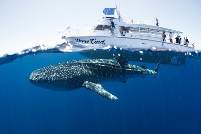 Swim with Whale Sharks in the Ningaloo Reef: 3 Island Shark Dive - Key Points