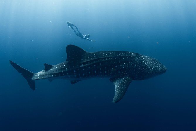Swim with Whale Sharks in the Ningaloo Reef: 3 Island Shark Dive - The Experience: An In-Depth Look