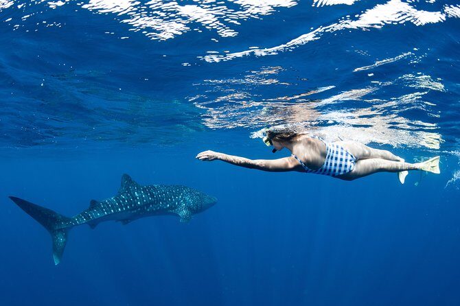 Swim with Whale Sharks in the Ningaloo Reef: 3 Island Shark Dive - FAQs