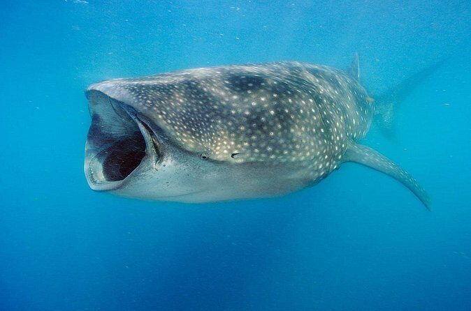 Swim with Whale Sharks & Isla Mujeres - Practical Aspects and Value